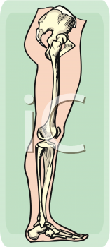 Royalty Free Anatomy Clip art, Science Clipart